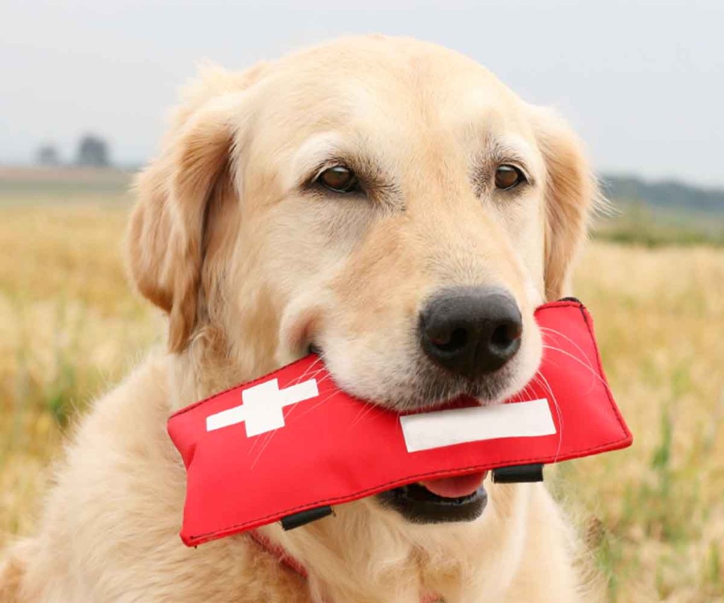 Pet CPR & First Aid Training – Squad FiftyOne Pet Emergency Response