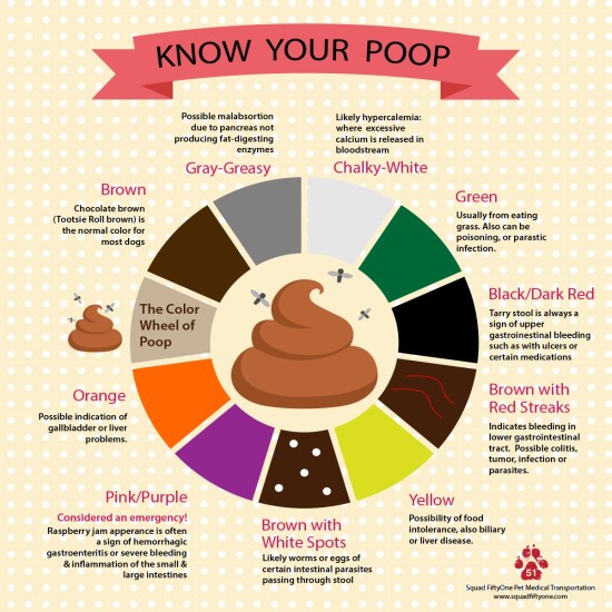 The Color of Poop – Squad FiftyOne Pet Emergency Response